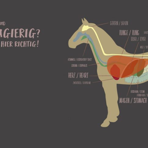Pferdeliebe – das Magazin | für Menschen die Pferde lieben