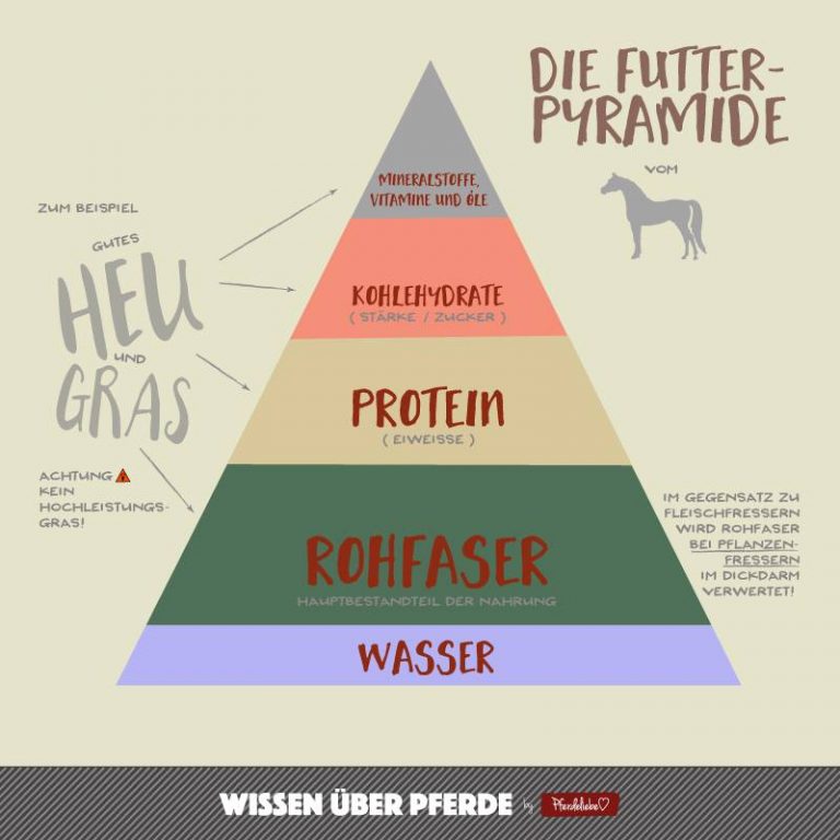 Die Futter-Pyramide – Pferdeliebe – das Magazin