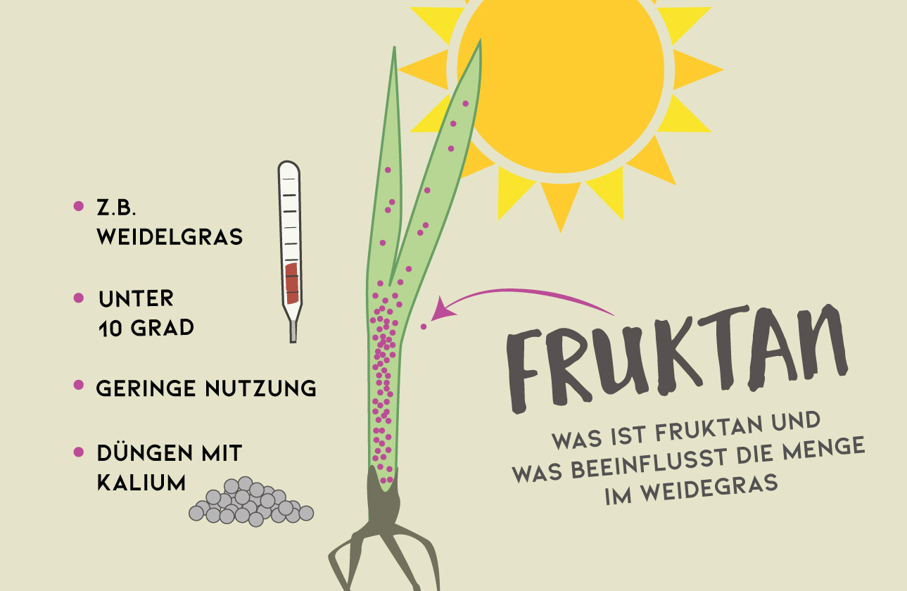 Fruktan - Pferdeliebe - das Magazin