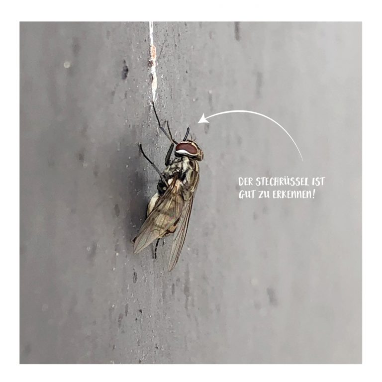 Keine gewöhnliche Fliege – Pferdeliebe – das Magazin