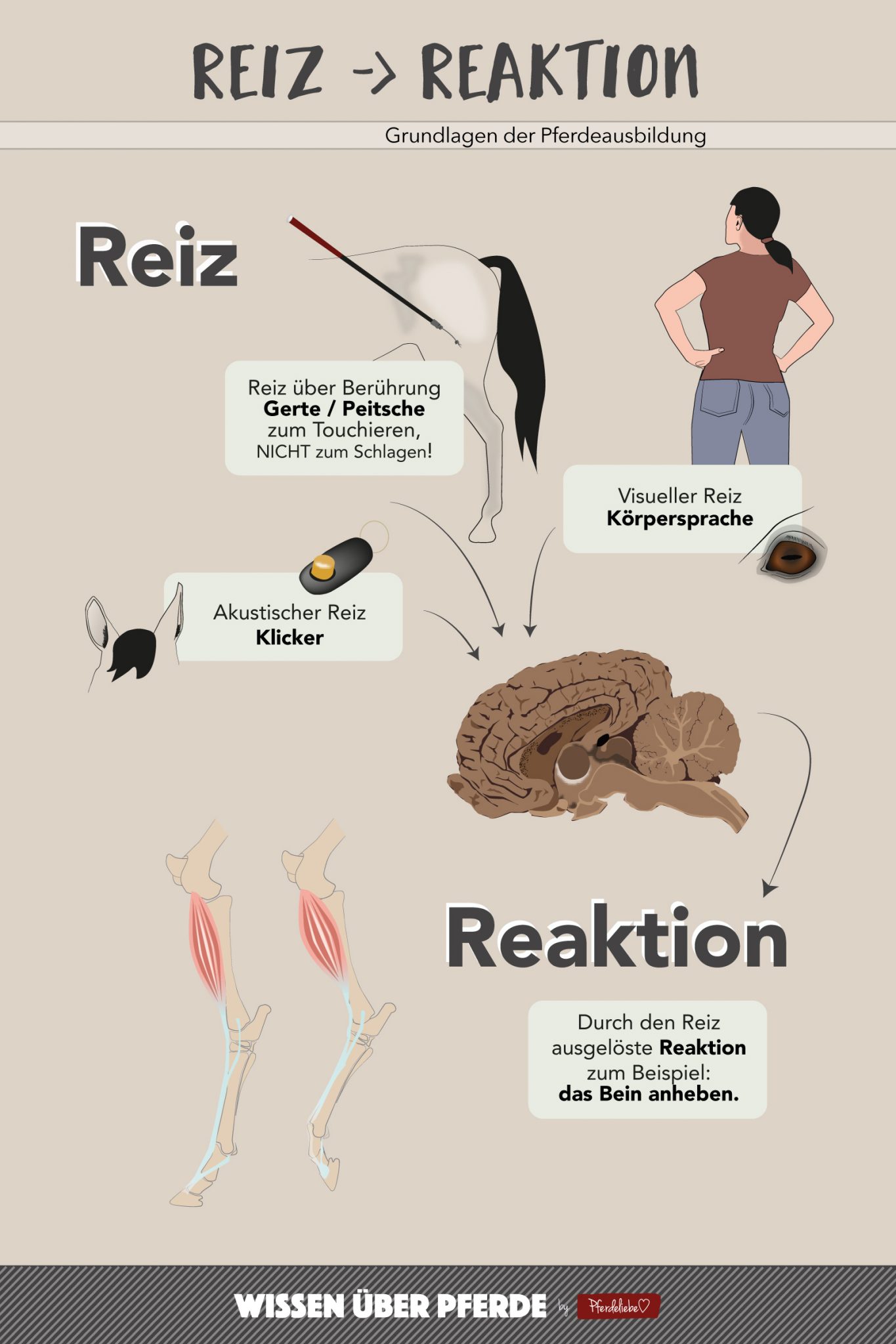Wie lernt ein Pferd? – Pferdeliebe – das Magazin