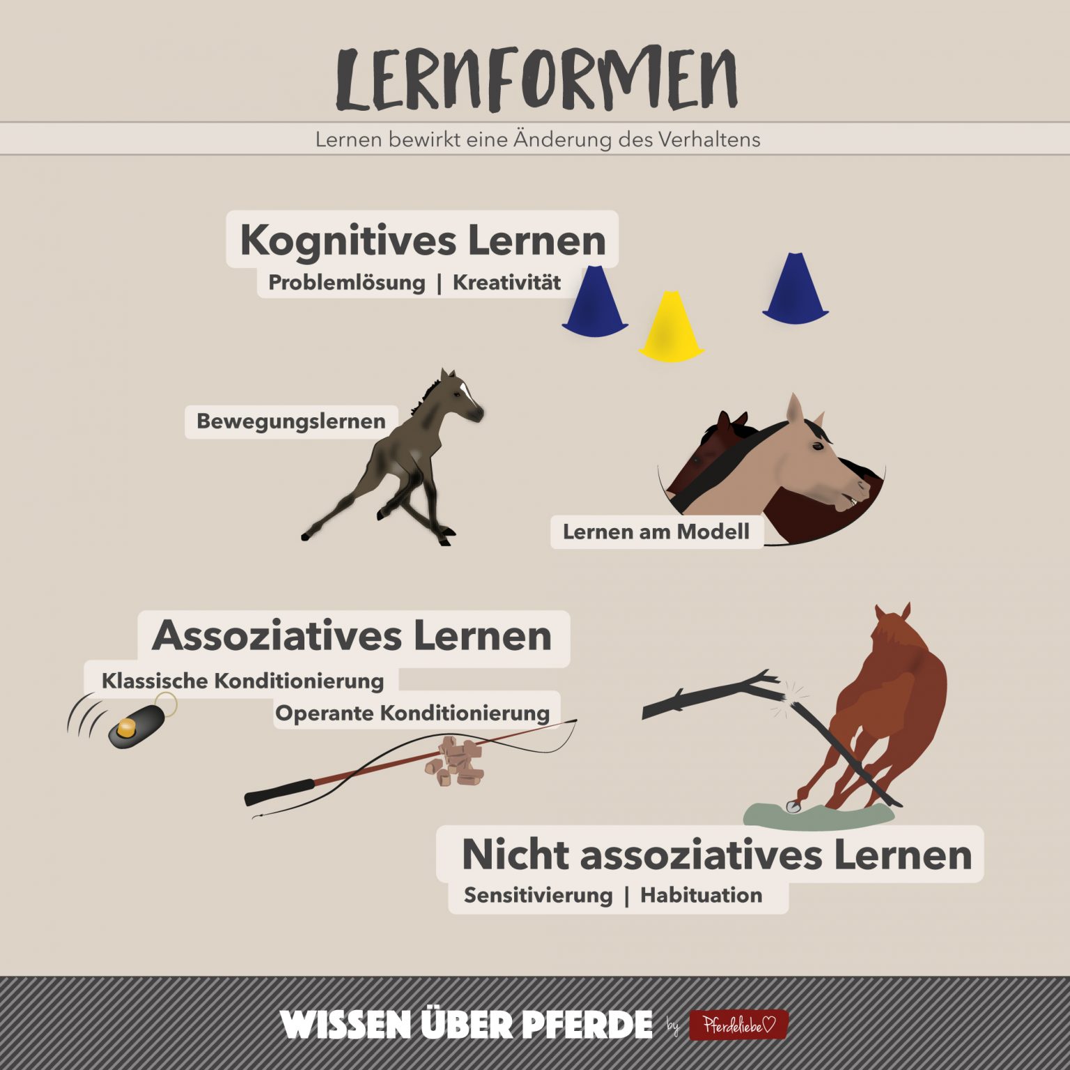 Wie lernt ein Pferd? – Pferdeliebe – das Magazin