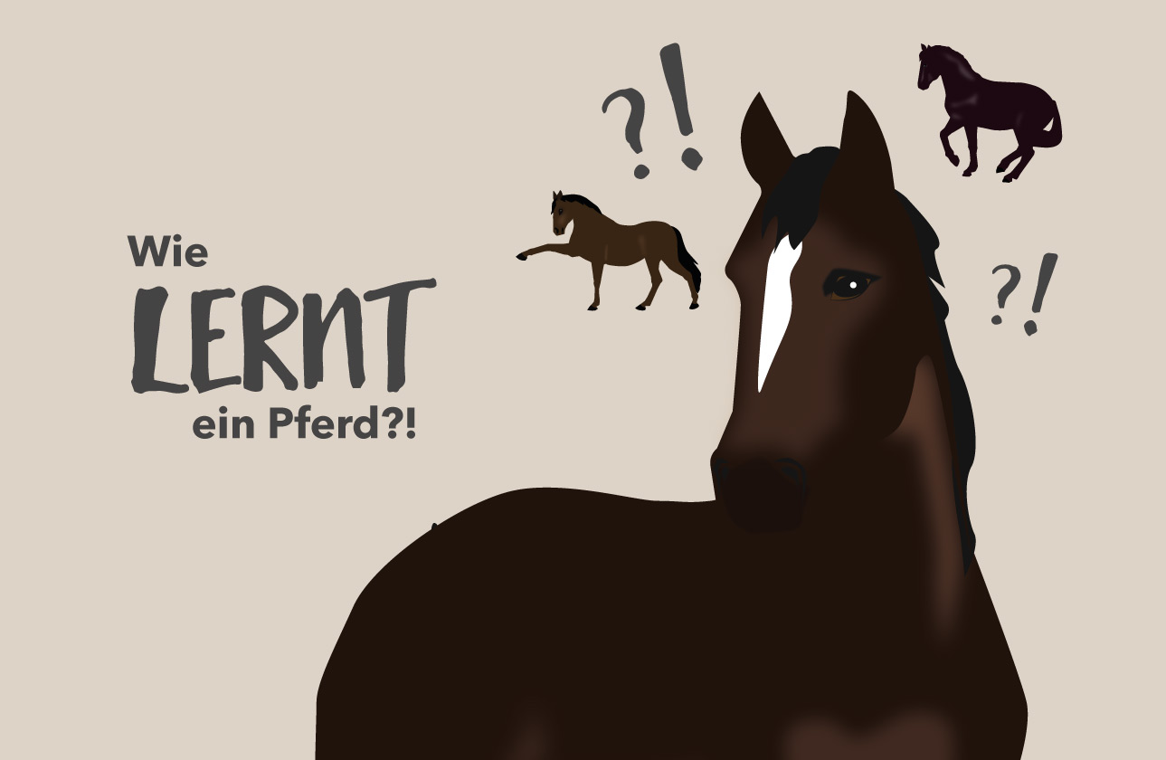 Wie lernt ein Pferd? - Pferdeliebe - das Magazin